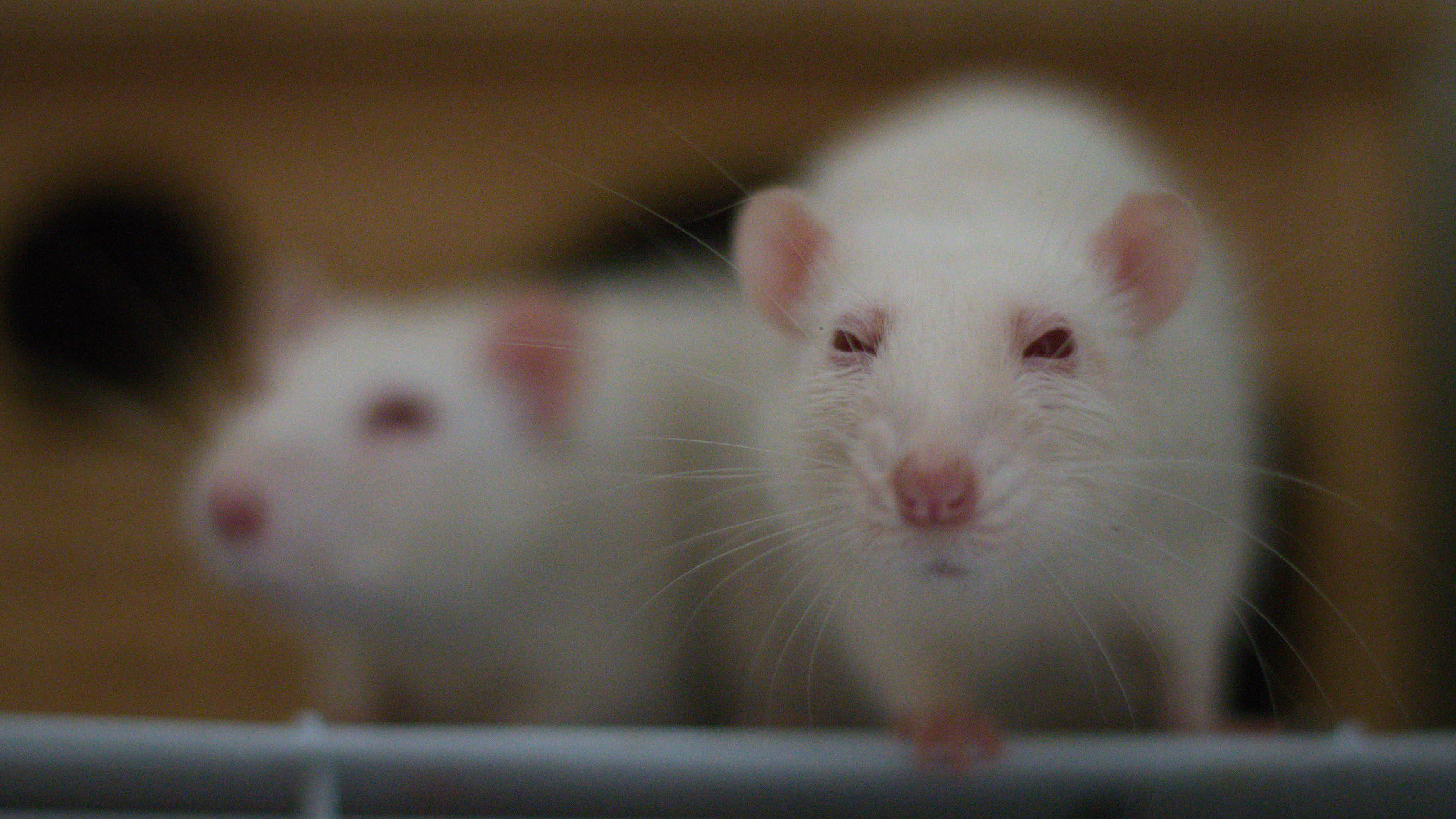 Controversial gene-editing tool CRISPR "could give rise to cancer ...