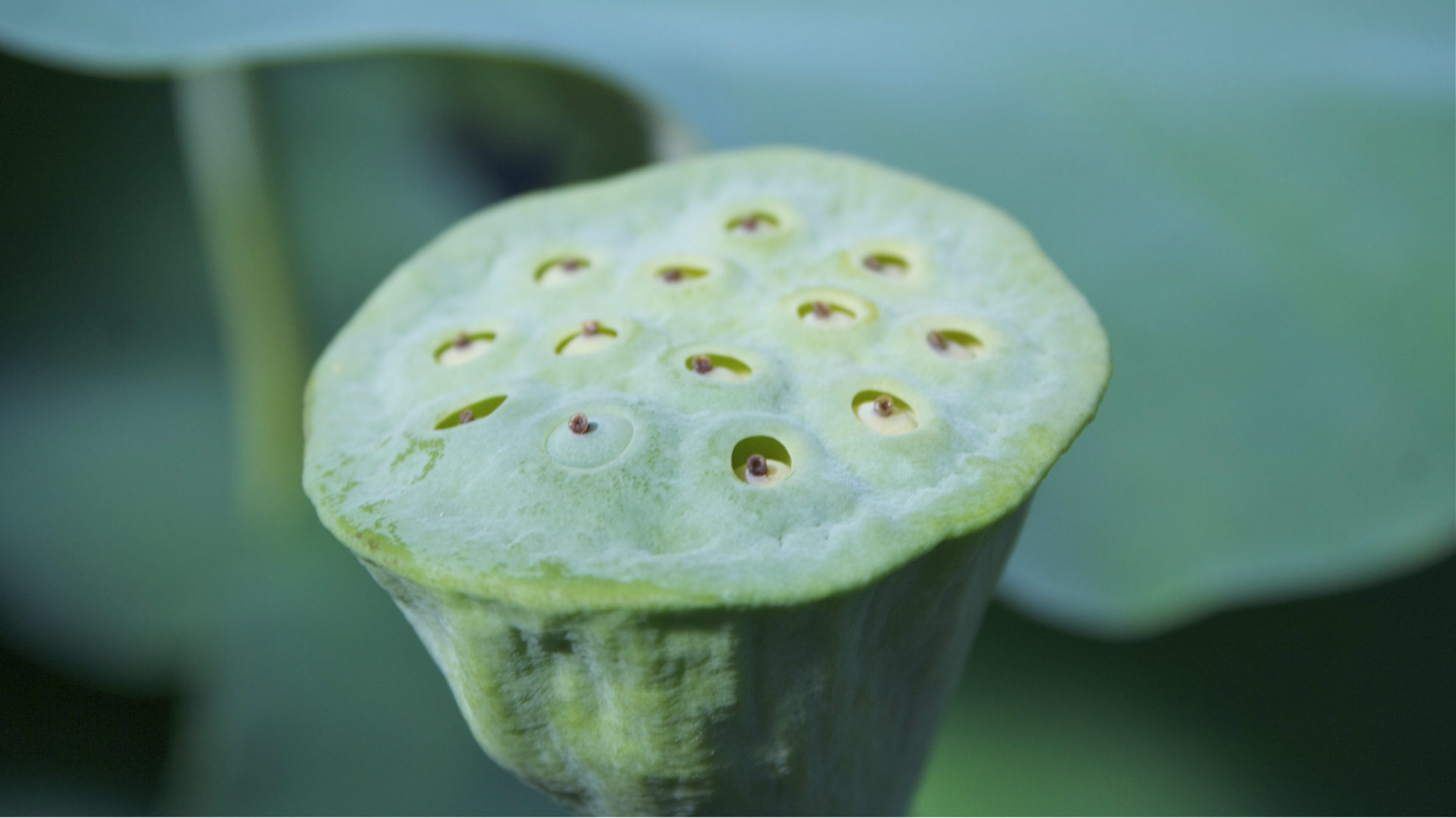 What is trypophobia and why on Earth are people so scared of holes?