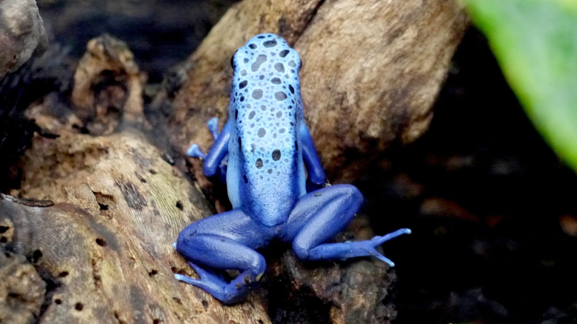 What is trypophobia and why on Earth are people so scared of holes?