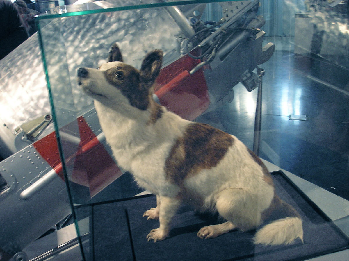 Dogs in Space: Meet the Soviet Union space programme's unsung heroes