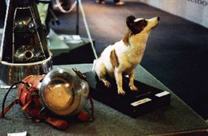 Dogs in Space: Meet the Soviet Union space programme's unsung heroes