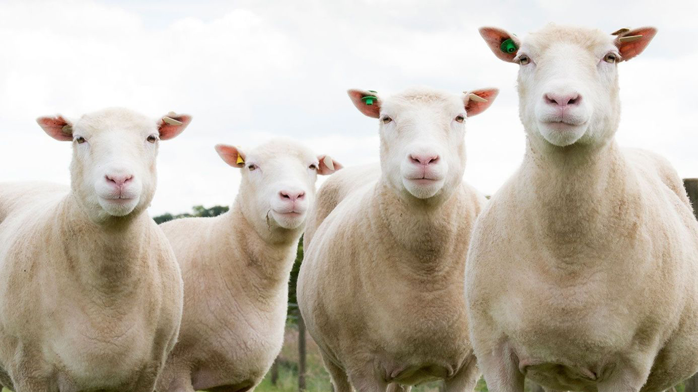 Copycat, copydog: Is it ethical to clone your dead pet?