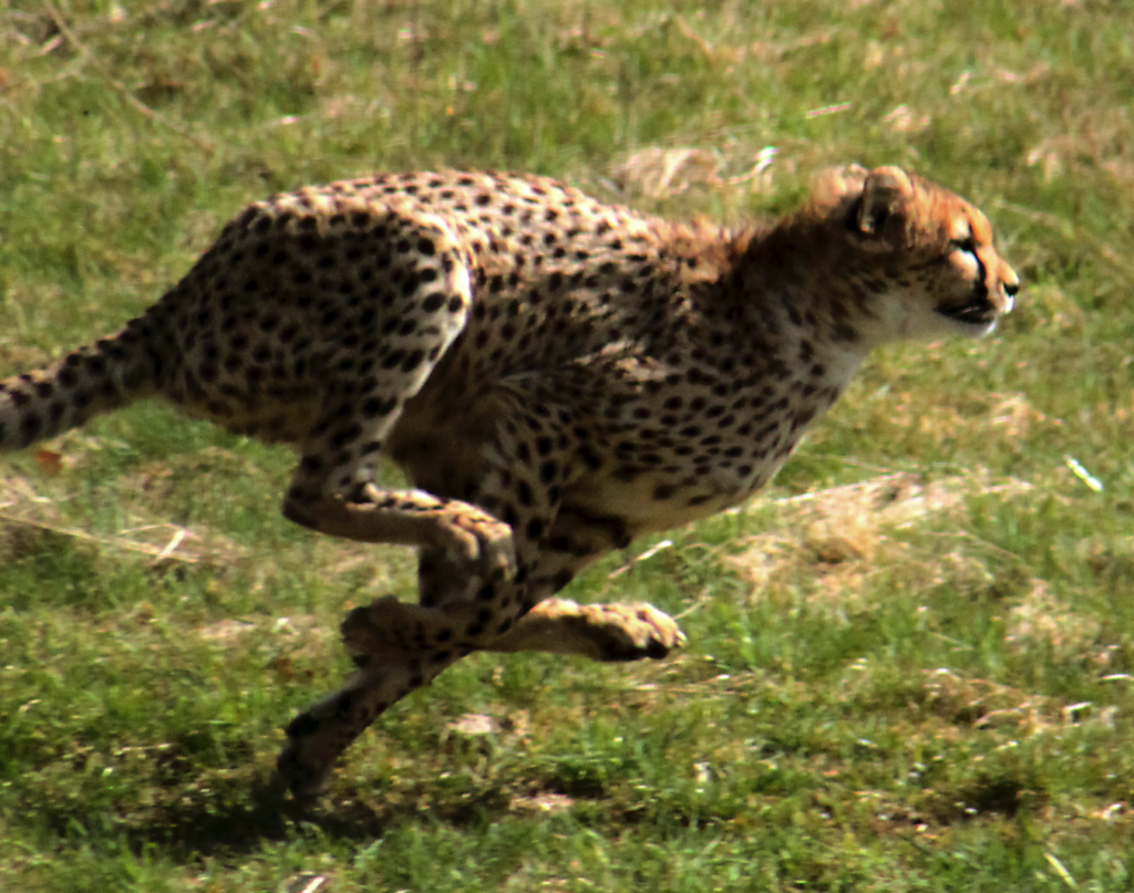 Solving the mystery of why cheetahs are so fast unlocks clues to the ...