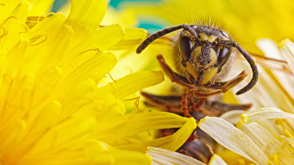 What’s the point of wasps? Turns out, they do a lot more than you think