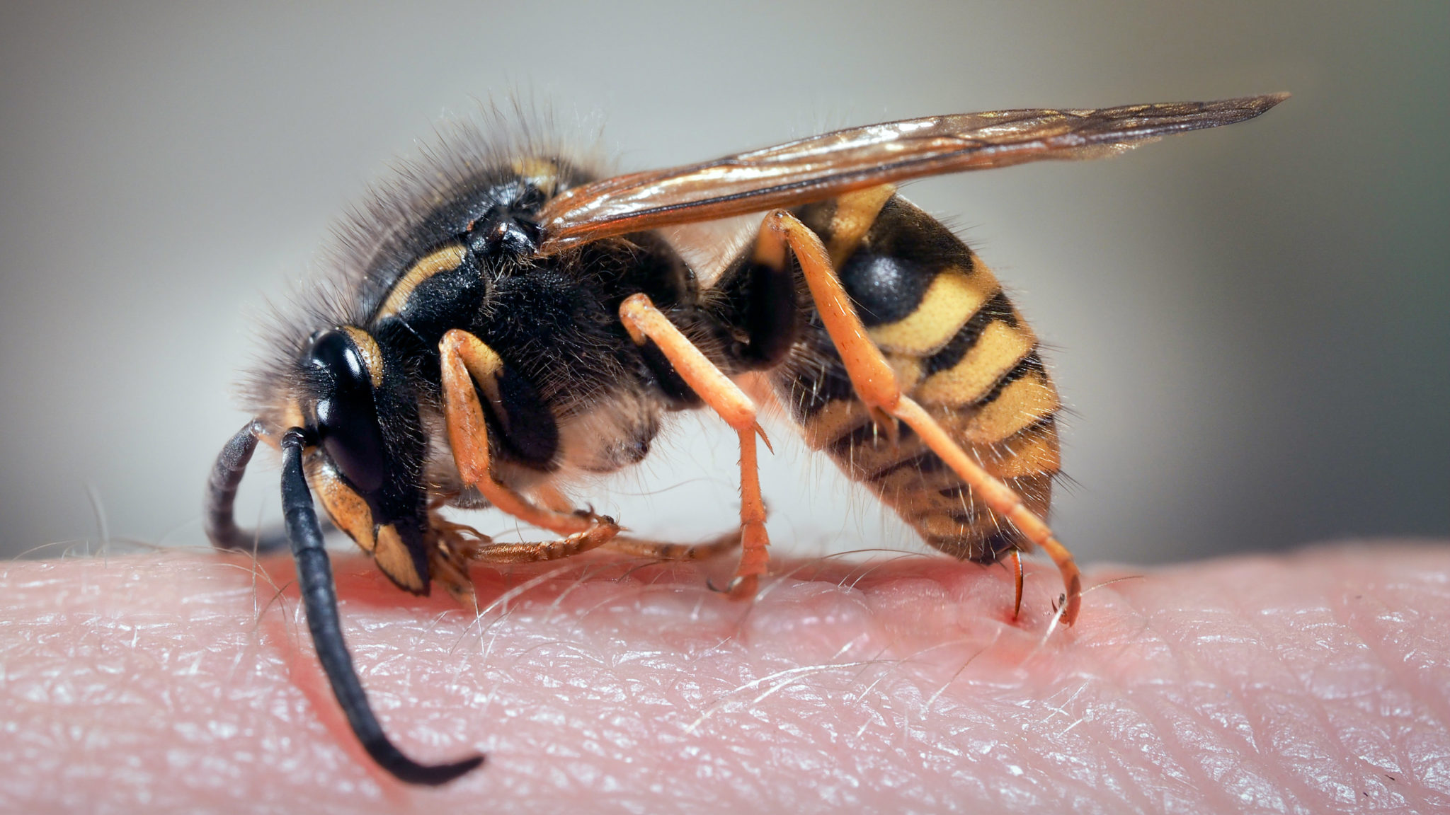 What’s the point of wasps? Turns out, they do a lot more than you think