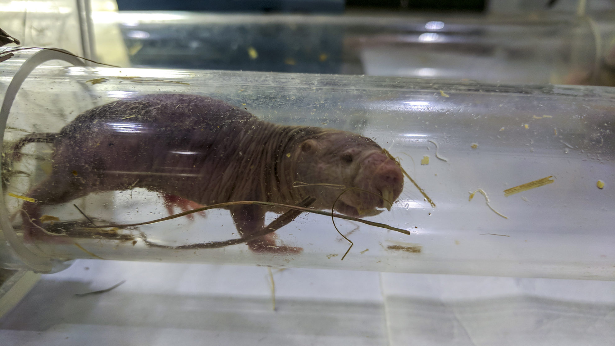 We need to talk about why the naked mole-rat is an incredible mammal