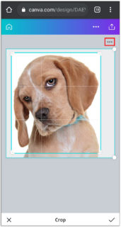 How to Make a Picture Round in Canva