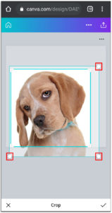How to Make a Picture Round in Canva