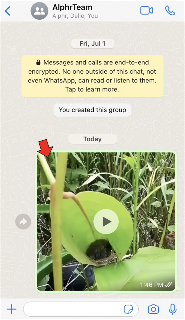 How to Download a Video from WhatsApp