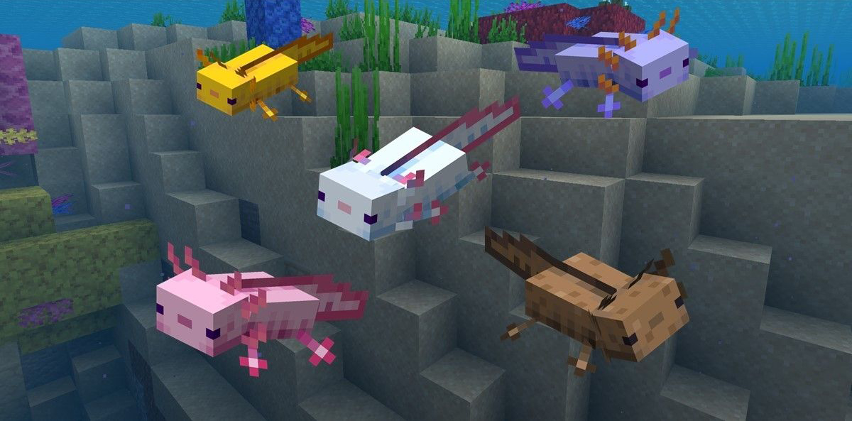 How to Breed Axolotl in Minecraft